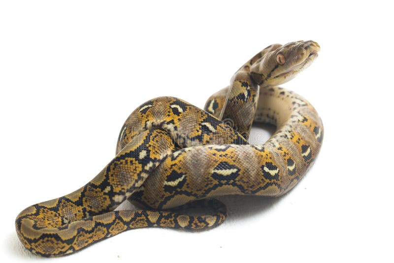 Reticulated Python Python Reticulatus Isolated on Black Stock Photo ...