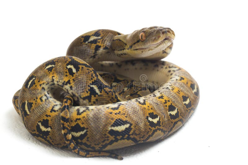 Reticulated Python Python Reticulatus Isolated on White Stock Image ...