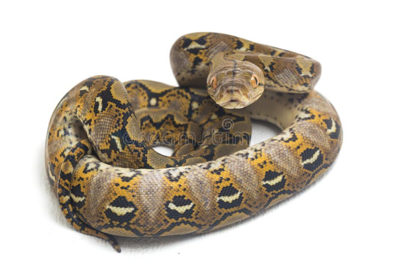 Reticulated Python Python Reticulatus Isolated On White Stock Photo ...