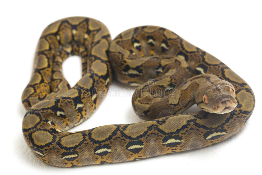 Reticulated Python Python Reticulatus Isolated on White Stock Image ...