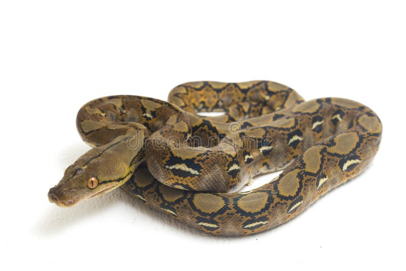 Reticulated Python Python Reticulatus Isolated on White Stock Image ...