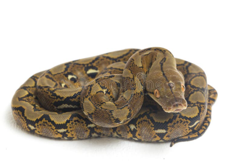 469 Reticulated Python White Background Stock Photos - Free & Royalty ...