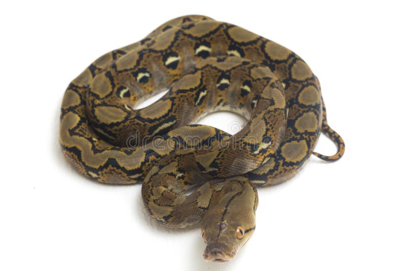 232 Reticulated Python Aggressive Photos - Free & Royalty-Free Stock ...