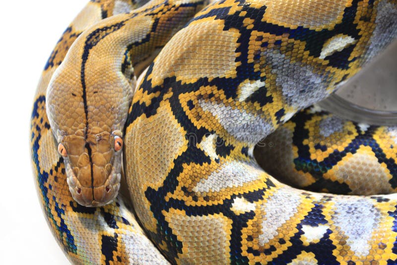 Reticulated Python Python Reticulatus Stock Photo - Image of face ...