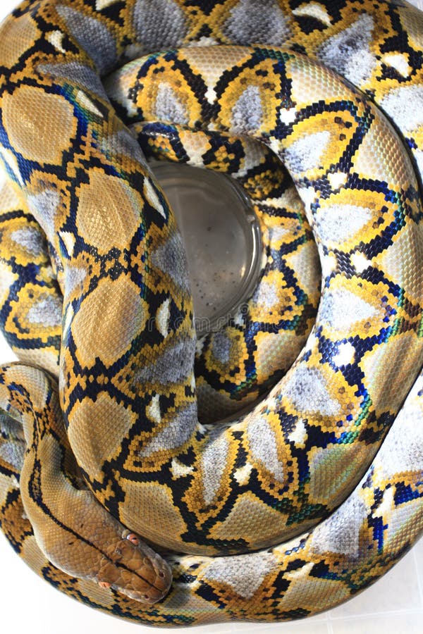 Reticulated Python Python Reticulatus Stock Image - Image of ball ... Reticulated Python Python Reticulatus Stock Image - Image of ball ...