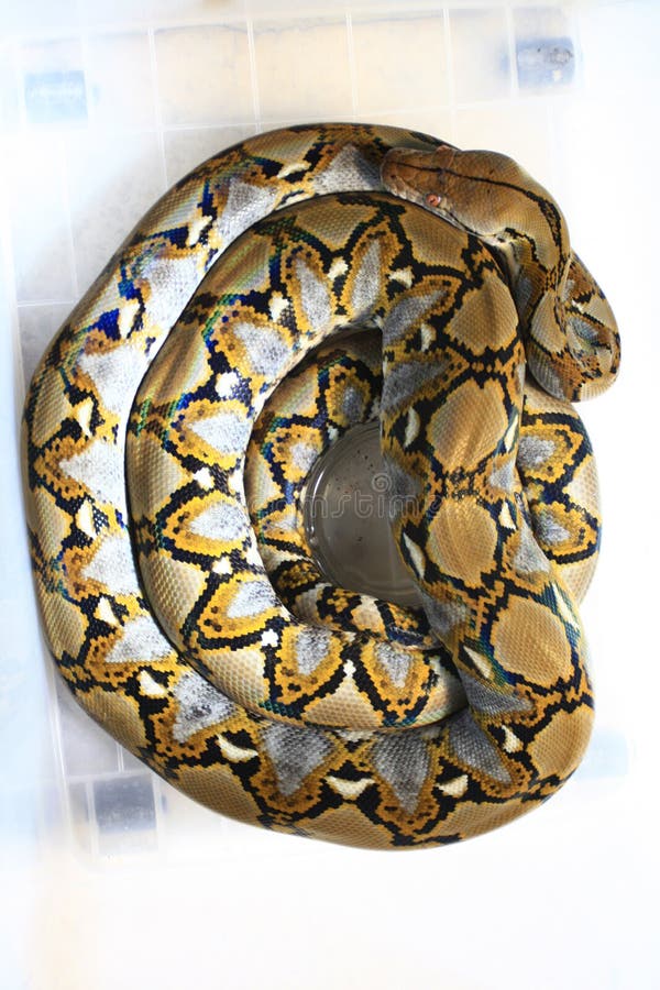 Reticulated Python Python Reticulatus Stock Photo - Image of green ...