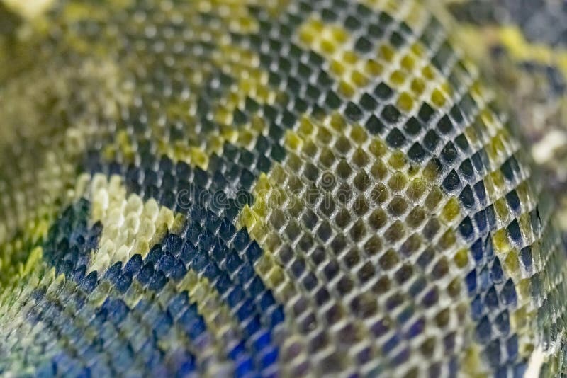 Reticulated Python. Python Reticulatus Stock Photo - Image of curve ...