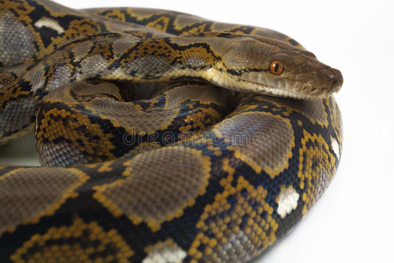 Reticulated Python Python Reticulatus Stock Photo - Image of indonesia ...