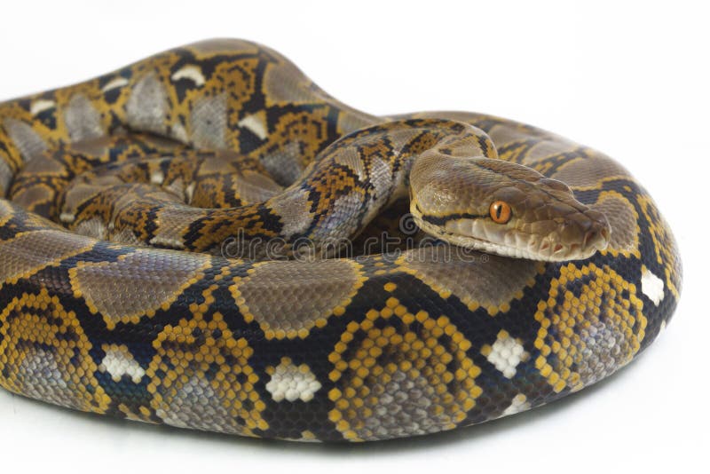 Reticulated Python Python Reticulatus Stock Photo - Image of east, asia ...