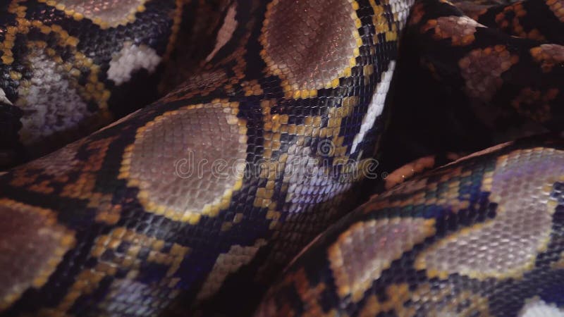 Reticulated Python Python Reticulatus Snake Body Close Up View Stock ...