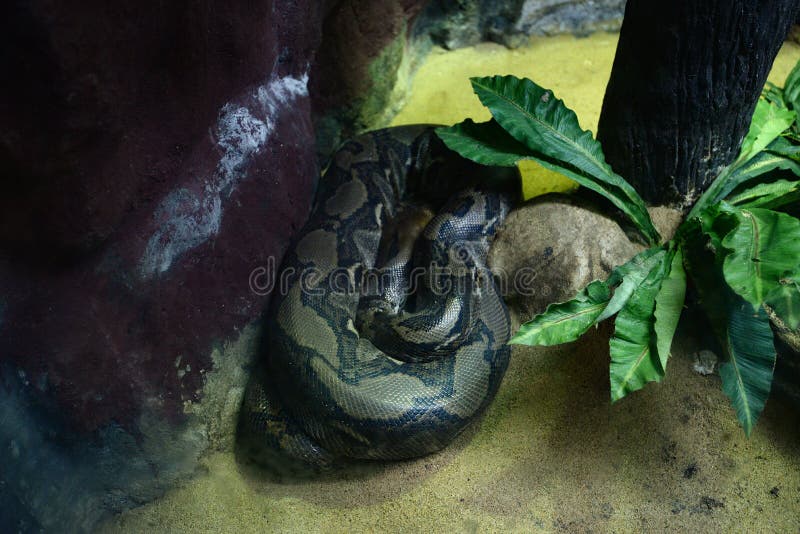 Reticulated python stock photo. Image of park, india - 67192448