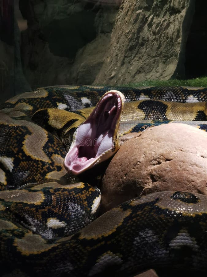 Reticulated python stock photo. Image of python, undefined - 358812062