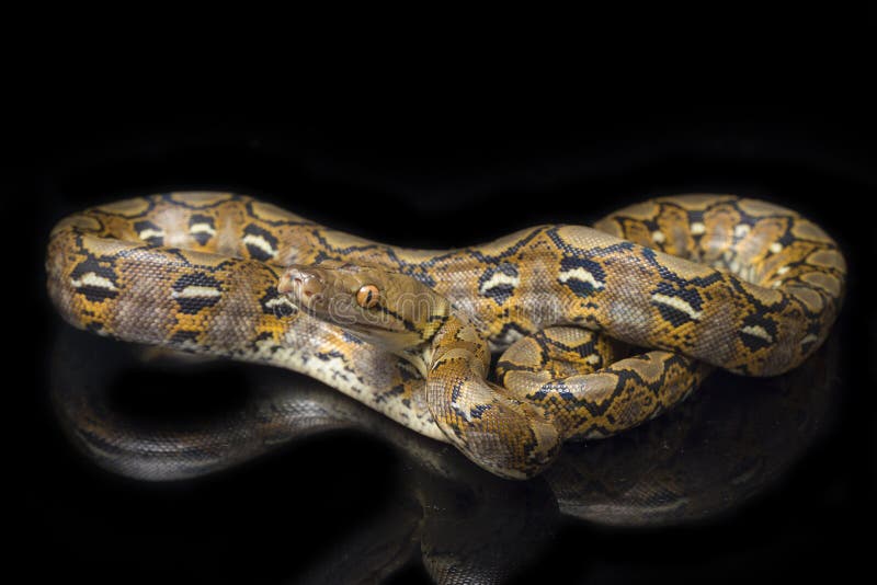 Albino Lavender Python Reticulated Stock Photos - Free & Royalty-Free ...