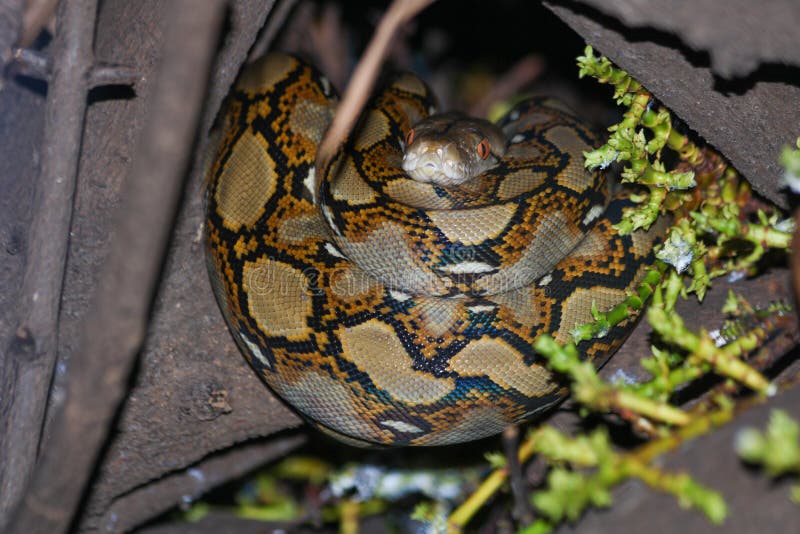Reticulated Python Sleeping on a Branch Stock Image - Image of leaf ...