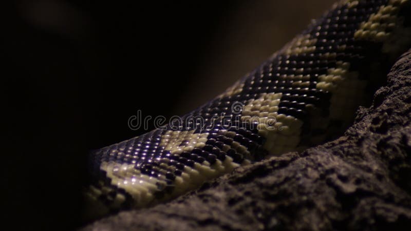 Reticulated Python Snake Crawling - Python Reticulatus Stock Video ...
