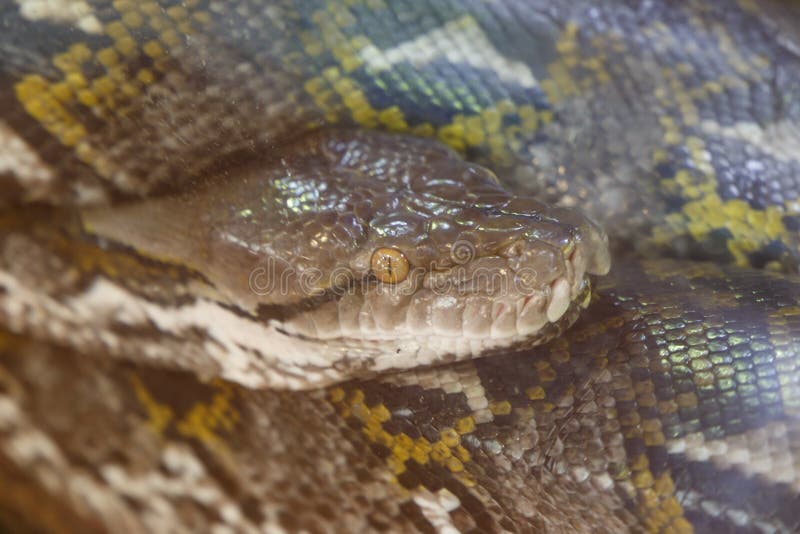 Huge Boa Constrictor In Jungle Stock Image - Image of coldblooded ...