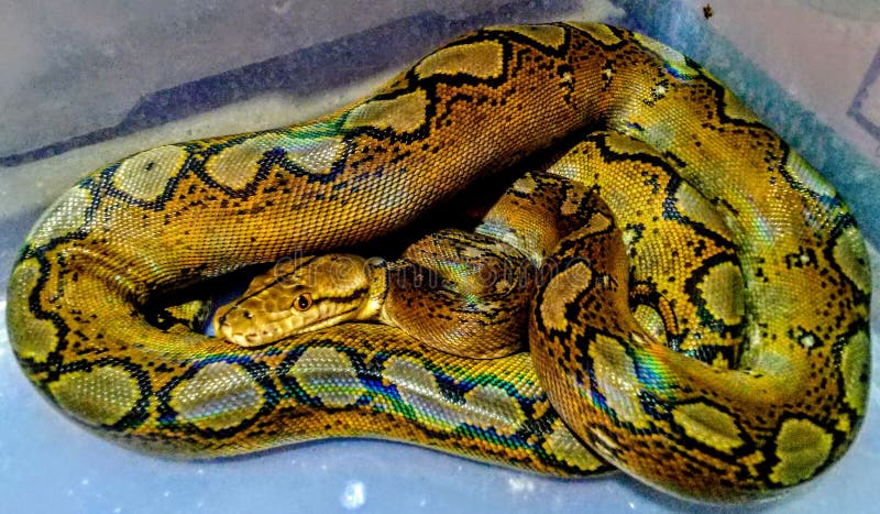 Reticulated Python Snake Morph Motley Stock Image - Image of python ...
