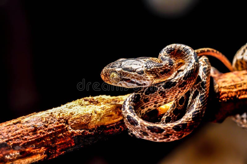 Reticulated Python in a Zoo Terrarium. Python Close Up Stock Photo ...
