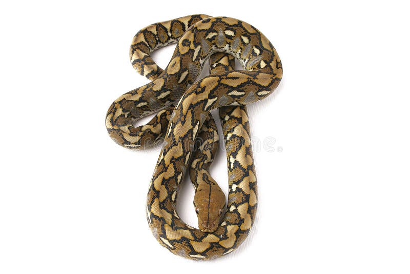 Reticulated python snake stock image. Image of concern - 219101769