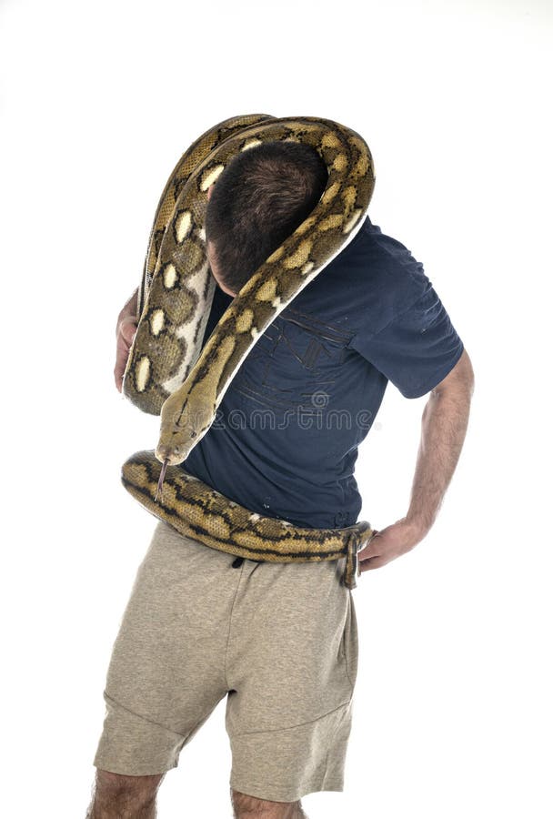 Reticulated Python in Studio Stock Photo - Image of wildlife, snake ...