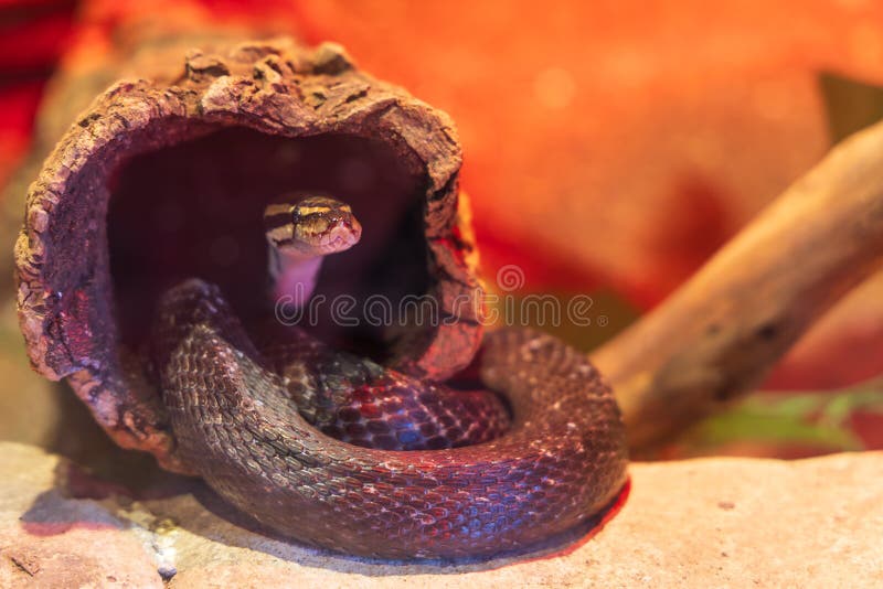 A Reticulated Python in a Terrarium is Nestled in a Tree Trunk Stock ...