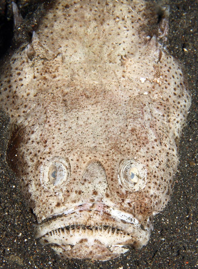 Stargazer Fish Stock Photos - Free & Royalty-Free Stock Photos from ...