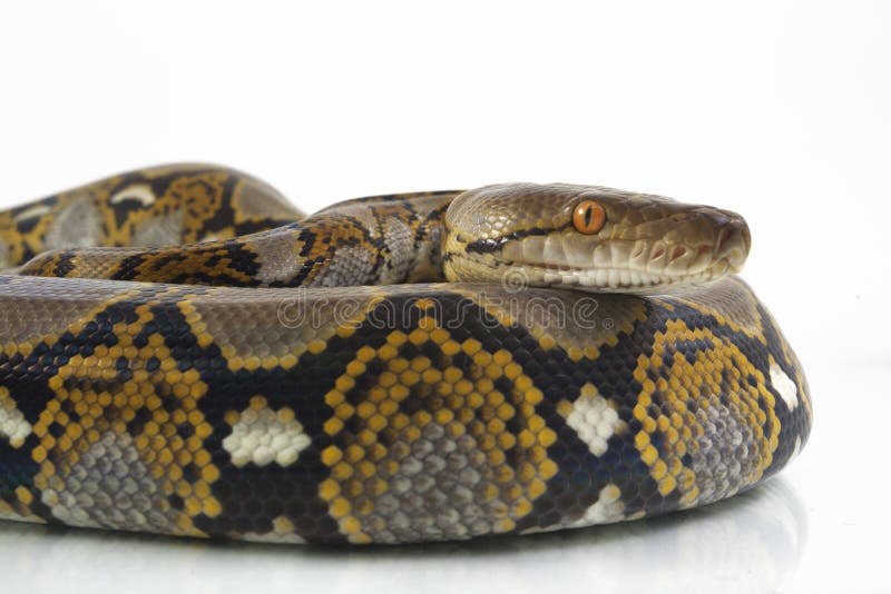 Reticulatus De Python De Python R?ticul? Photo stock - Image du isolement, borneo: 153658558