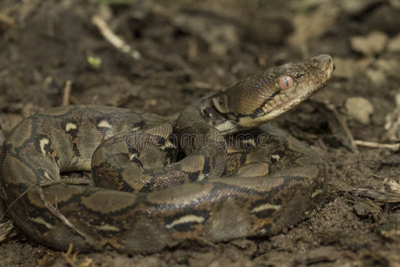 Reticulatus De Python Reticulado Python Del Bebé Foto de archivo - Imagen de java, belleza ...