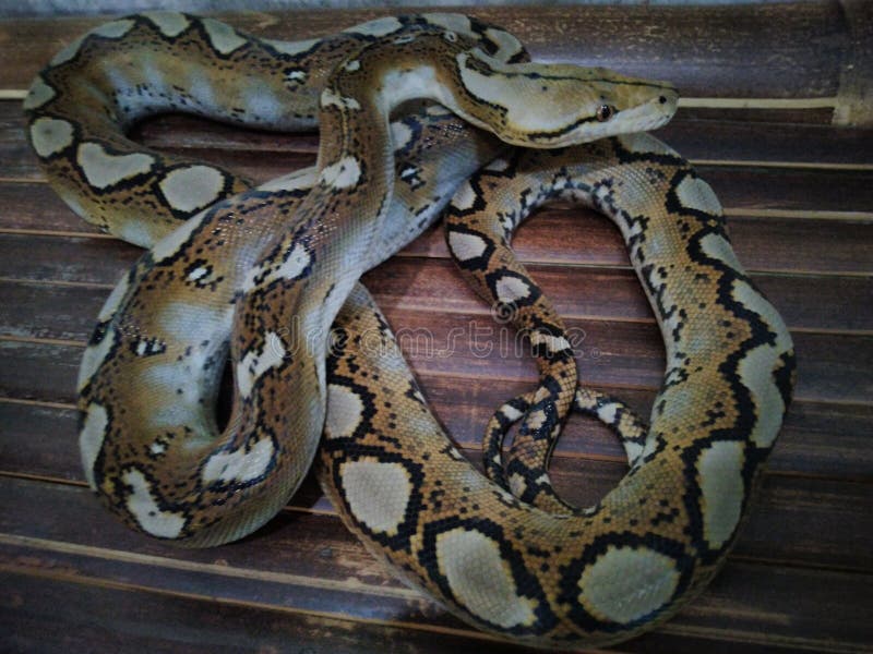 Morph Motley Python Baby Stock Photos - Free & Royalty-Free Stock ...