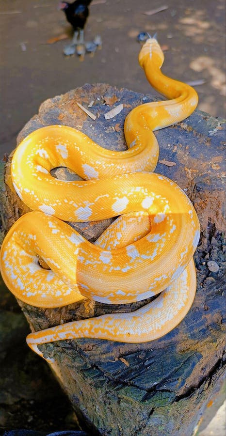 Reticulatus Phyton Stock Photos - Free & Royalty-Free Stock Photos from ...