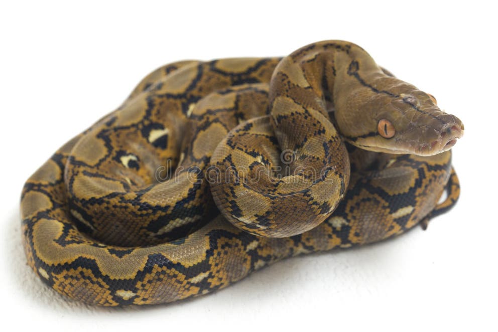 Reticulatus Python Der Retikulierten Python Isoliert Auf Weiß Stockbild ...