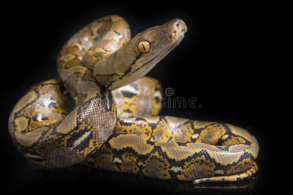 Reticulatus Python Python Réticulé Isolée Sur Le Noir Image stock - Image du verticale, actif ...