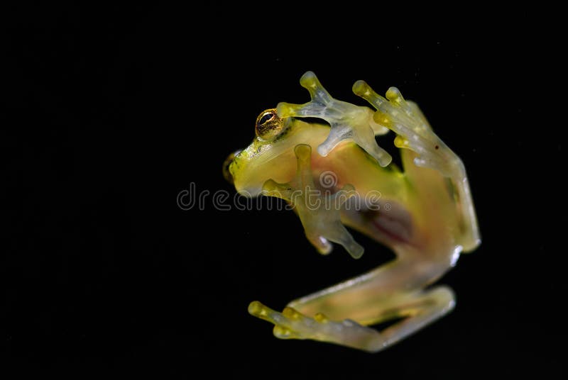 Retikulierter Glasfrosch - Hyalinobatrachium-valerioi Stockfoto - Bild ...