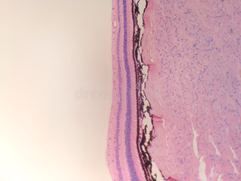 Retina stock image. Image of retina, microscope, optic - 6166783