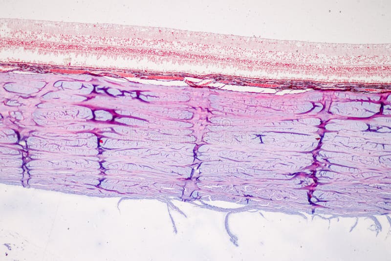 Retina Human Under Microscope. Stock Image - Image of medical, medicine ...