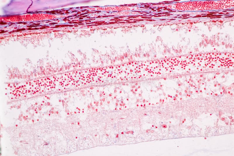 Retina Human Under Microscope. Stock Image - Image of anatomical ...