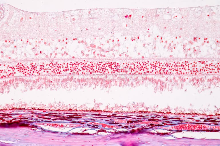 Retina Human Under Microscope. Stock Photo - Image of hospital, lens ...