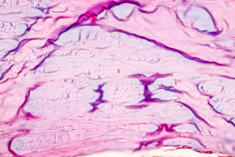 Retina Human Under Microscope. Stock Photo - Image of closeup, eyeball ...