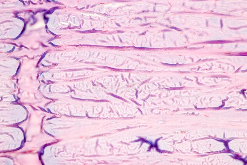 Retina Human Under Microscope. Stock Image - Image of doctor, eyesight ...