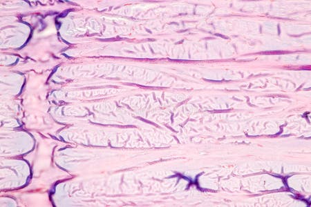 Retina Human Under Microscope. Stock Image - Image of doctor, eyesight ...