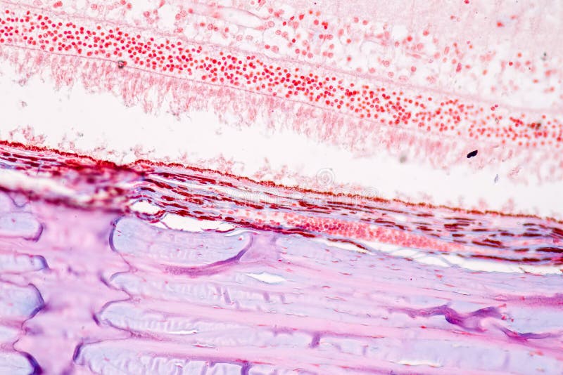 Retina Human Under Microscope. Stock Photo - Image of duct, eyeball ...