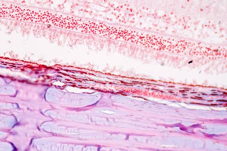 Retina Human Under Microscope. Stock Photo - Image of duct, eyeball ...