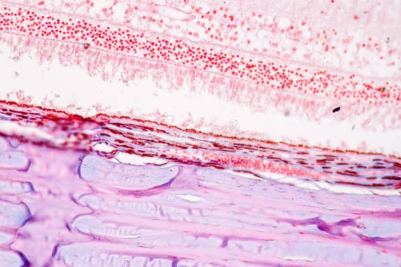 Retina Human Under Microscope. Stock Photo - Image of duct, eyeball ...