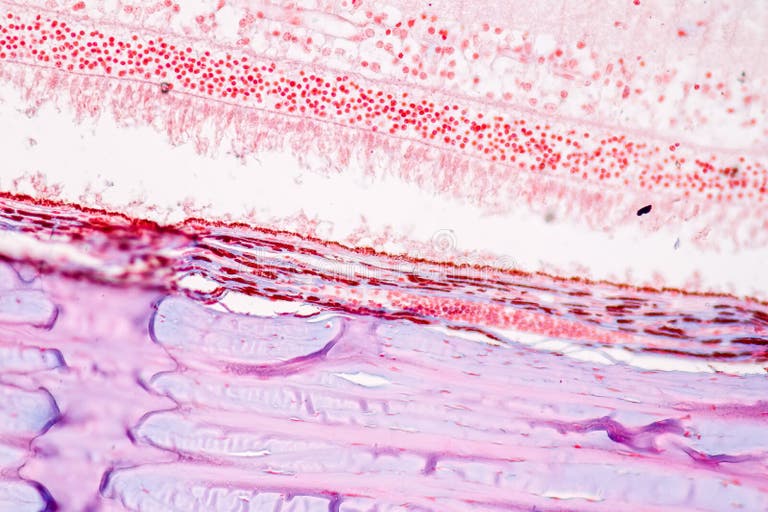 Retina Human Under Microscope. Stock Photo - Image of duct, eyeball ...