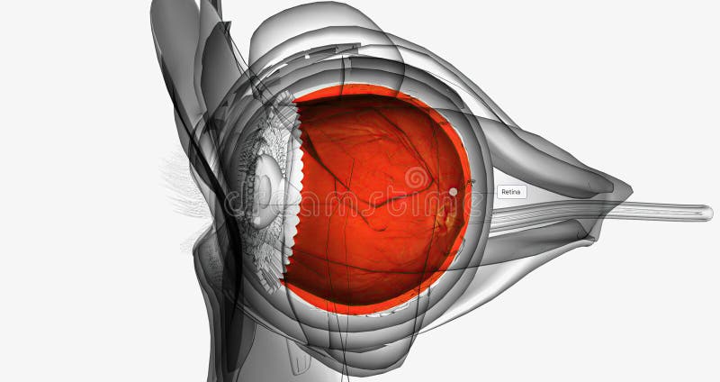 The Retina is the Light Sensitive Layer of Tissue at the Back of the ...