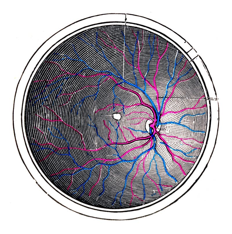 Retina of the Right Eye, Vintage Engraving Stock Illustration ...