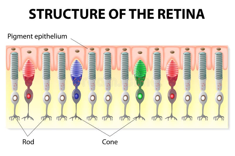Eye Anatomy Rods Fovea Centralis All About Vision