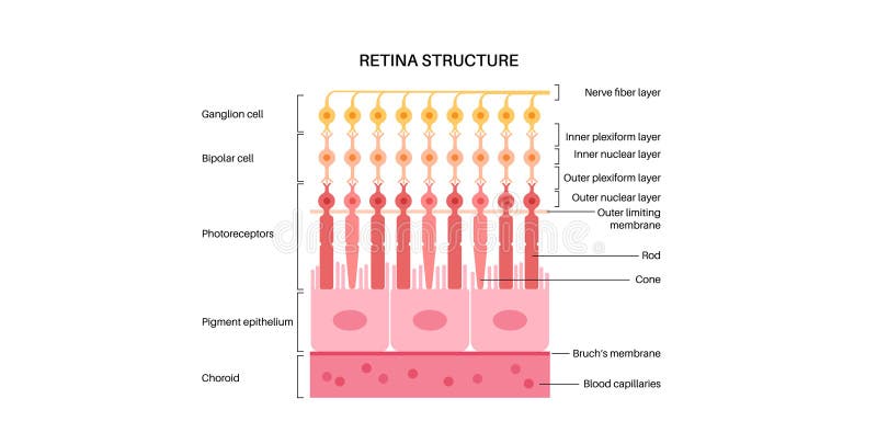 Retina structure poster stock illustration. Illustration of medical ...