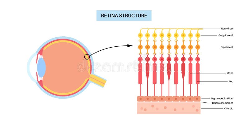 Retina structure poster stock illustration. Illustration of neurons ...