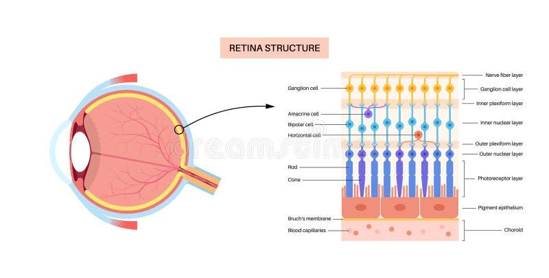 Retina structure poster stock illustration. Illustration of ...
